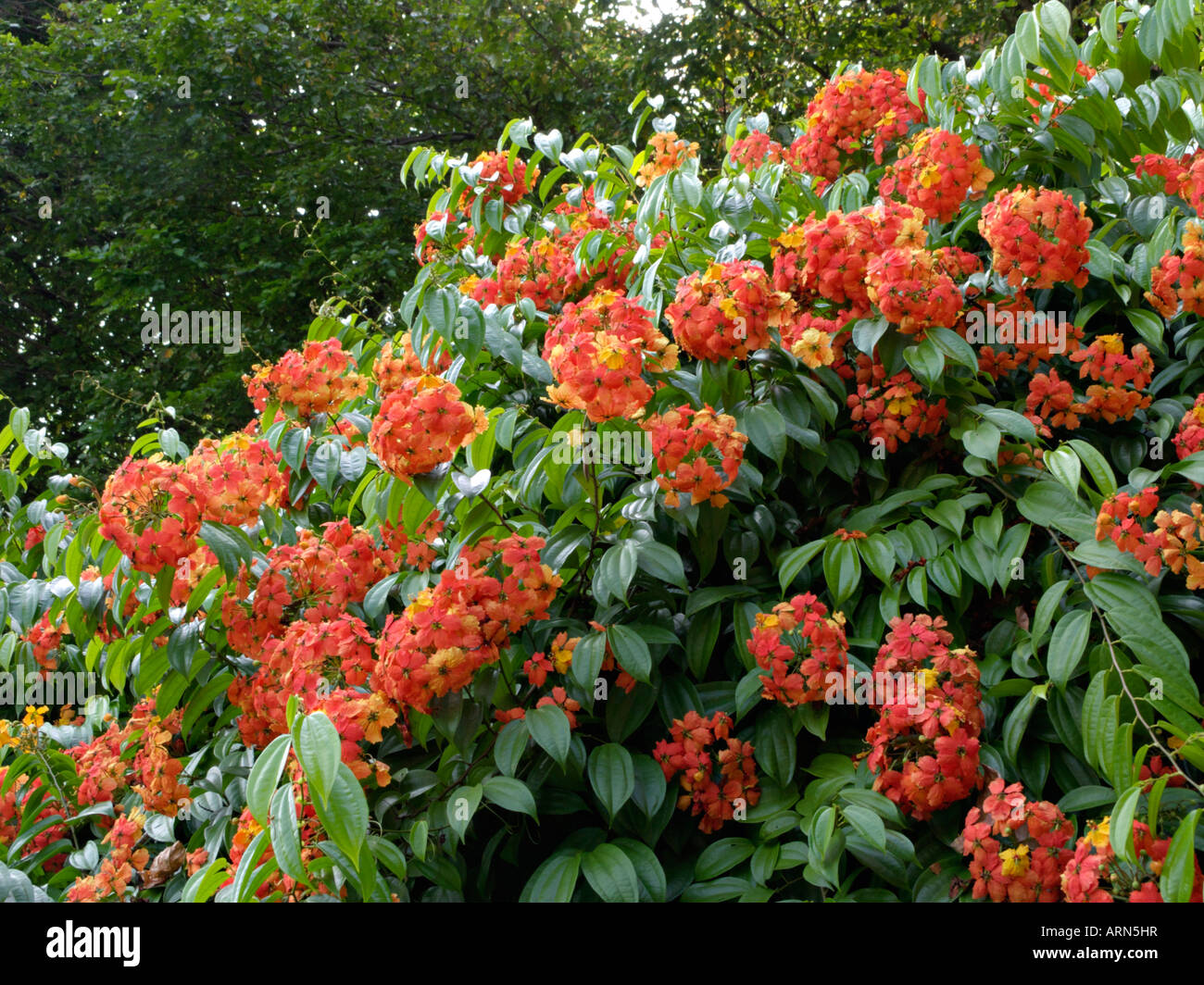 Bauhinia kockiana hi-res stock photography and images - Alamy