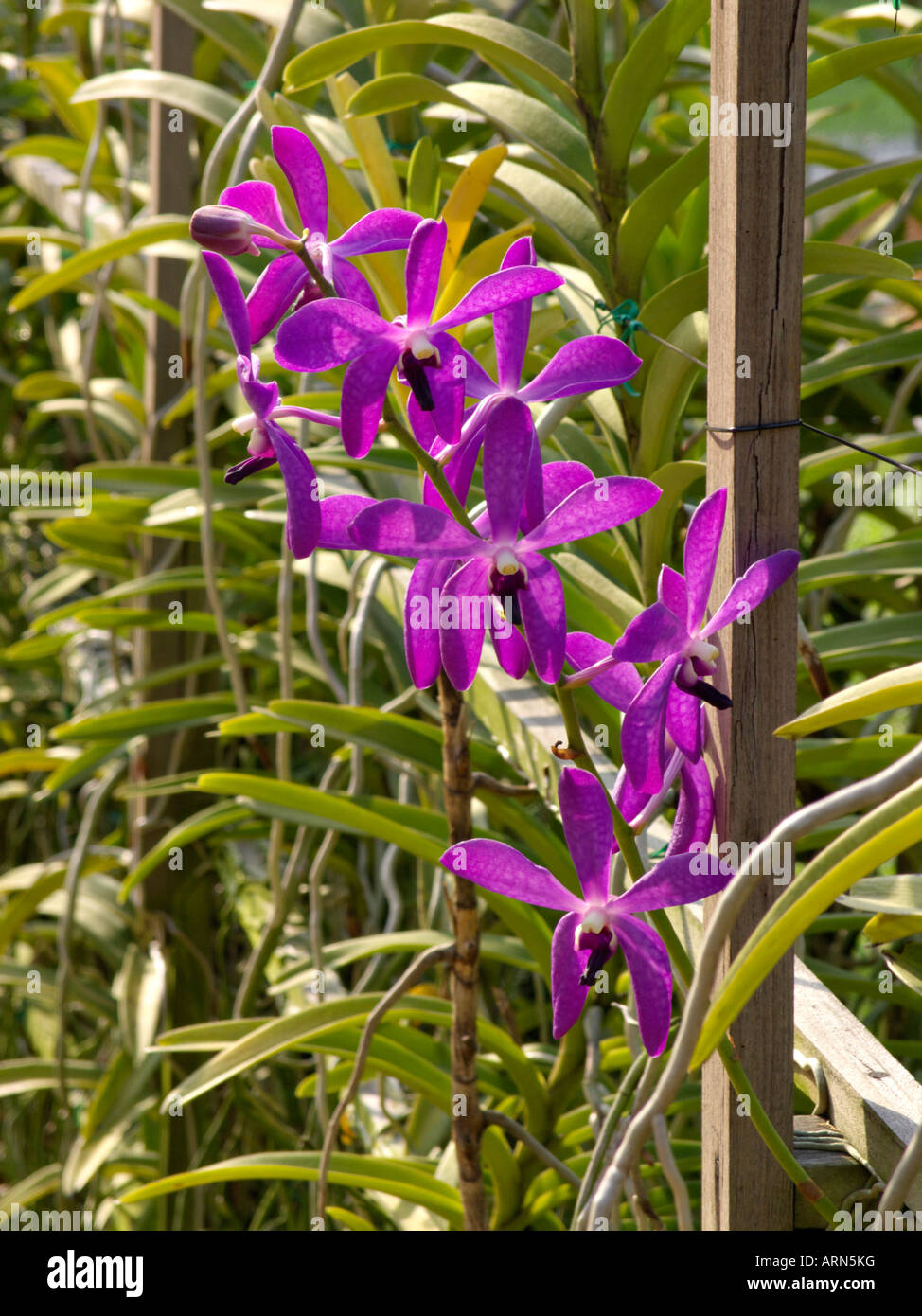 Vanda orchid plant hi-res stock photography and images - Alamy