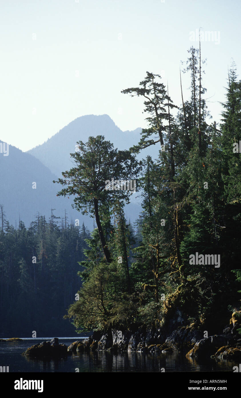 Nootka Sound, spruce trees in shoreline, Vancouver Island, British ...