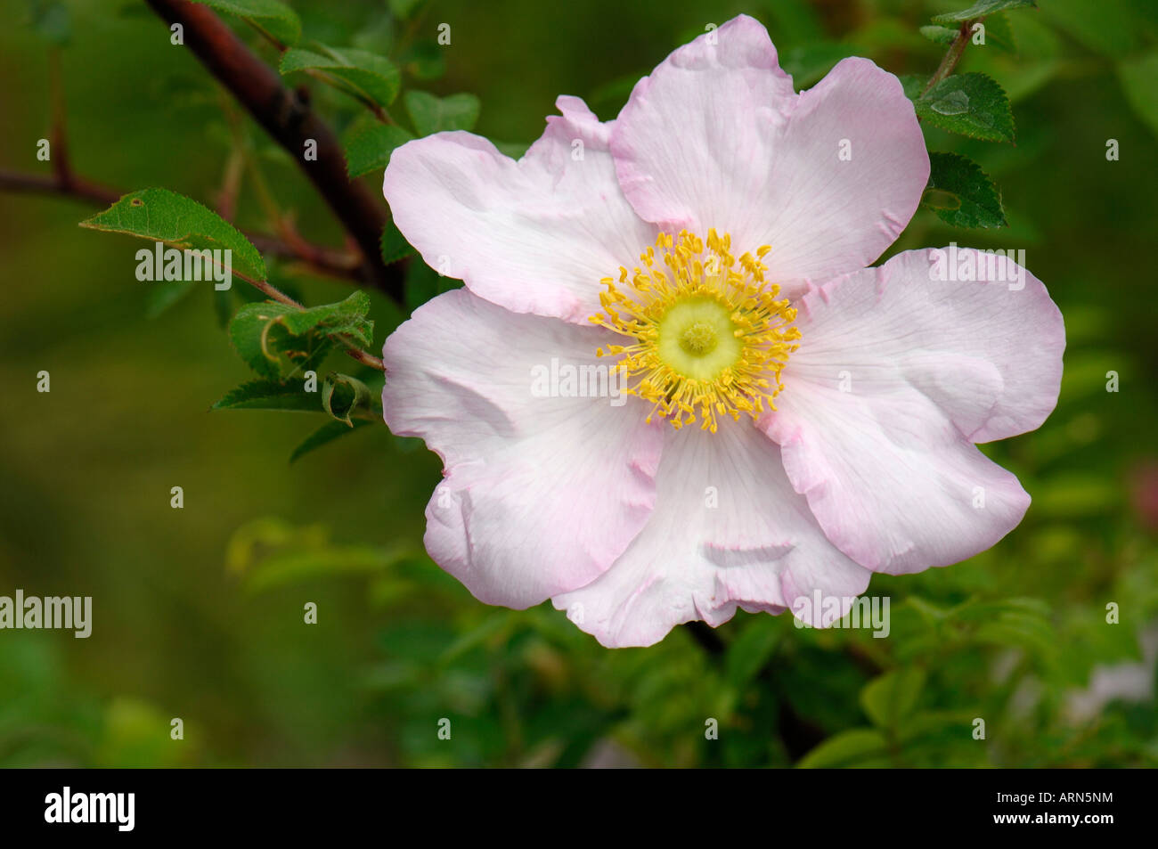Chestnut Rose Chinquapin Rose (Rosa roxburghii) flower Stock Photo - Alamy