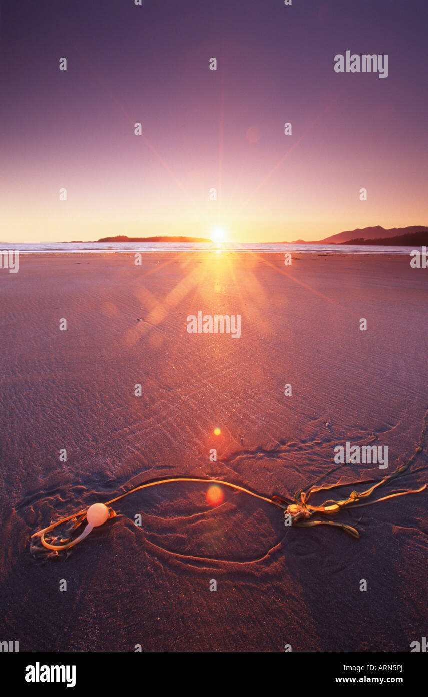 bull kelp on beach at sunset, Vargas Island, Vancouver Island, British ...