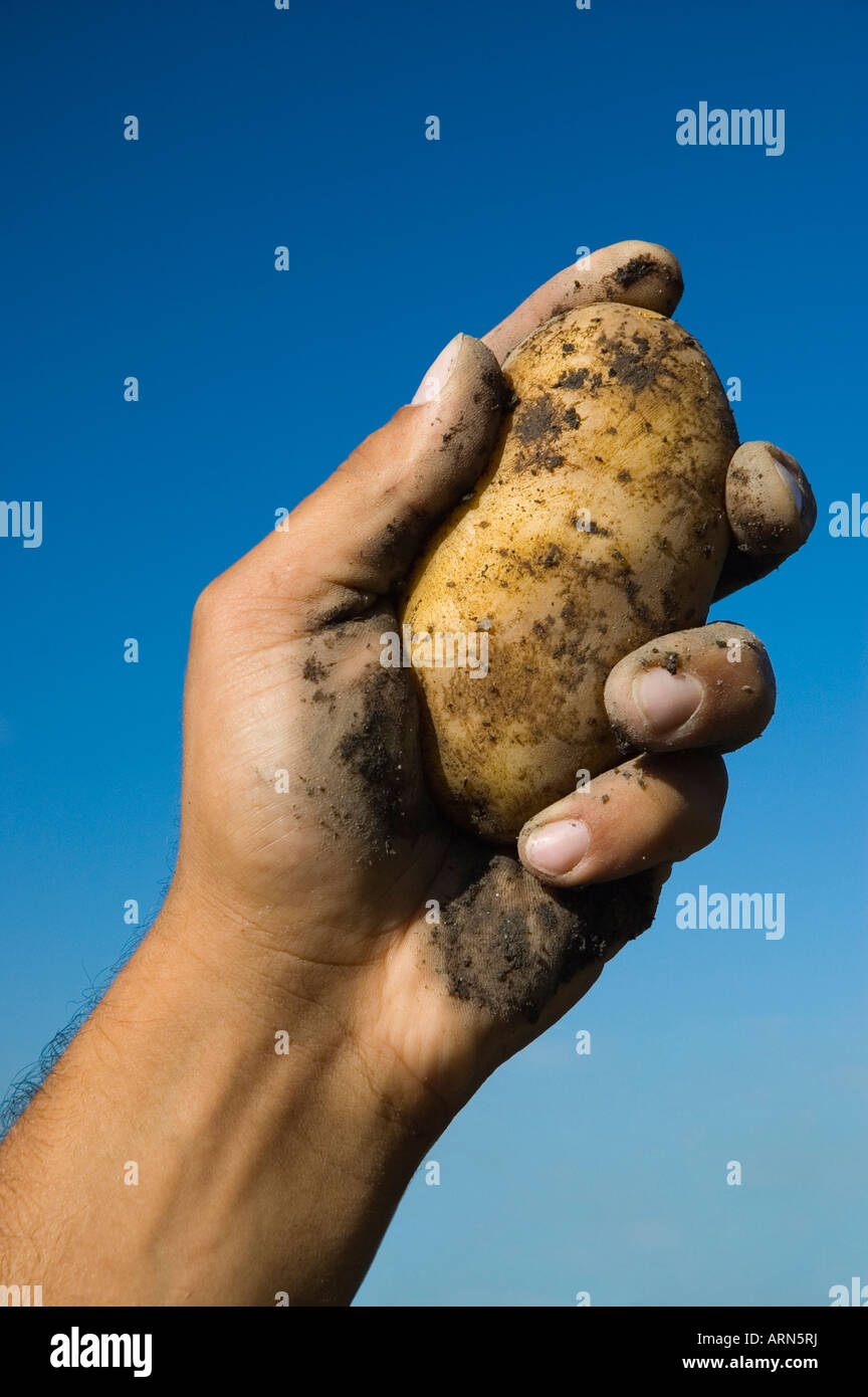 Farmer keeps a potato in his hand symbol of good harvest and generosity ...