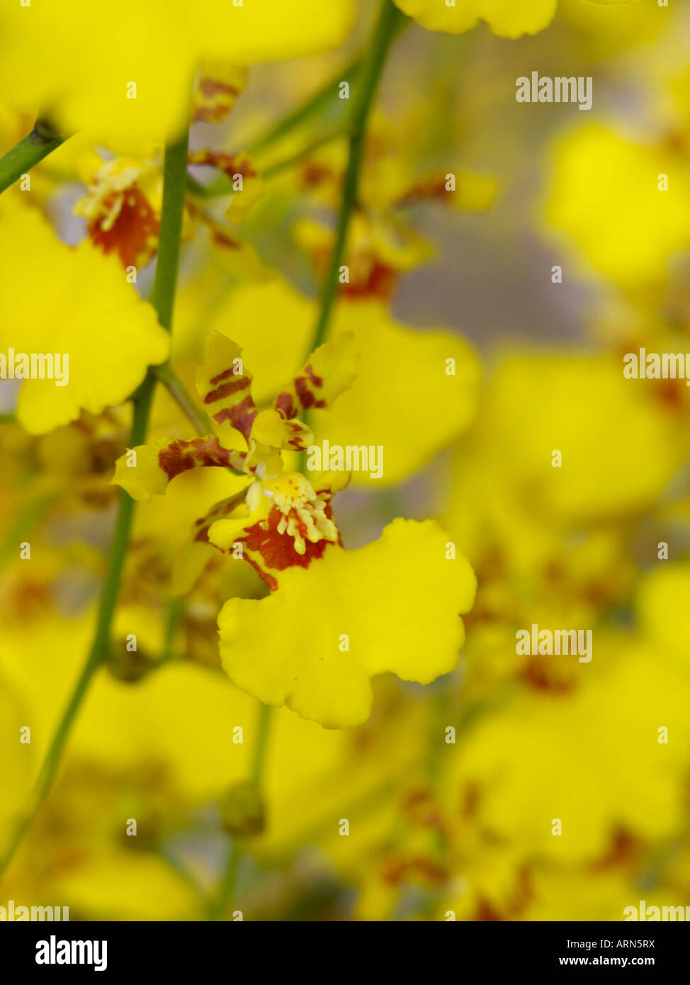 Oncidium orchids hi-res stock photography and images - Alamy
