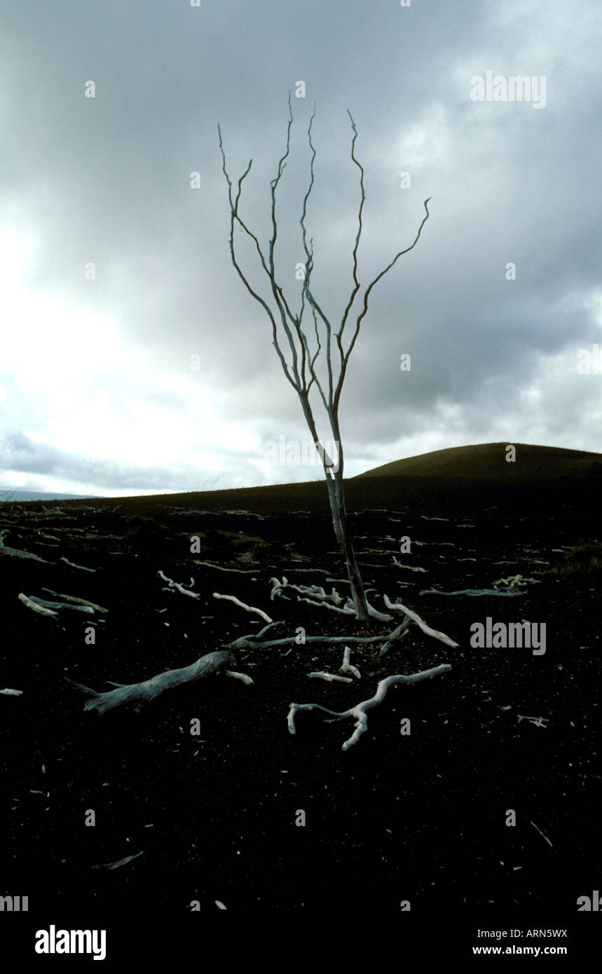 A dead tree is a stark display of volcanic activity on Devastation ...
