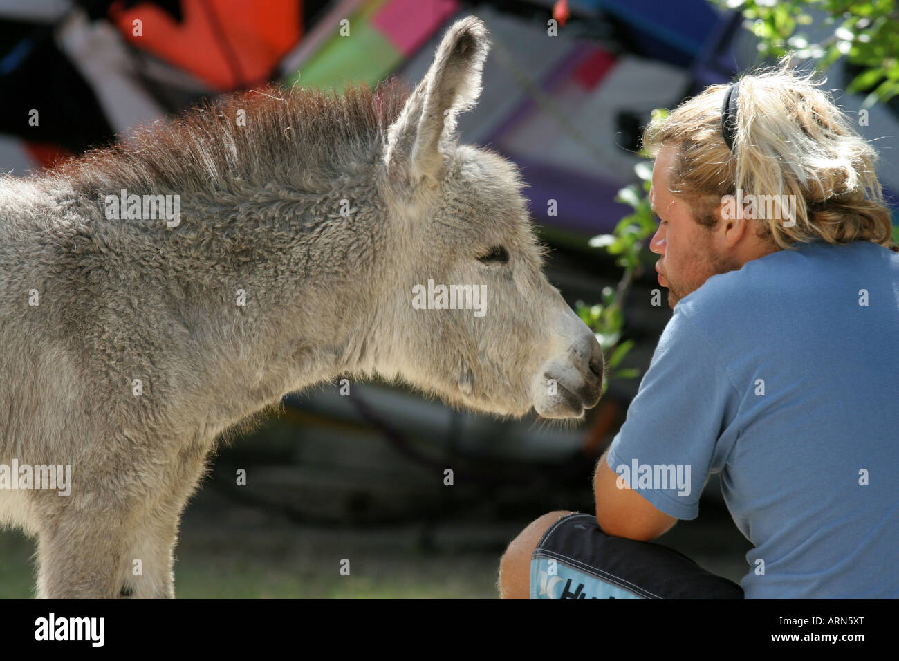 St john virgin islands donkey hi-res stock photography and images - Alamy