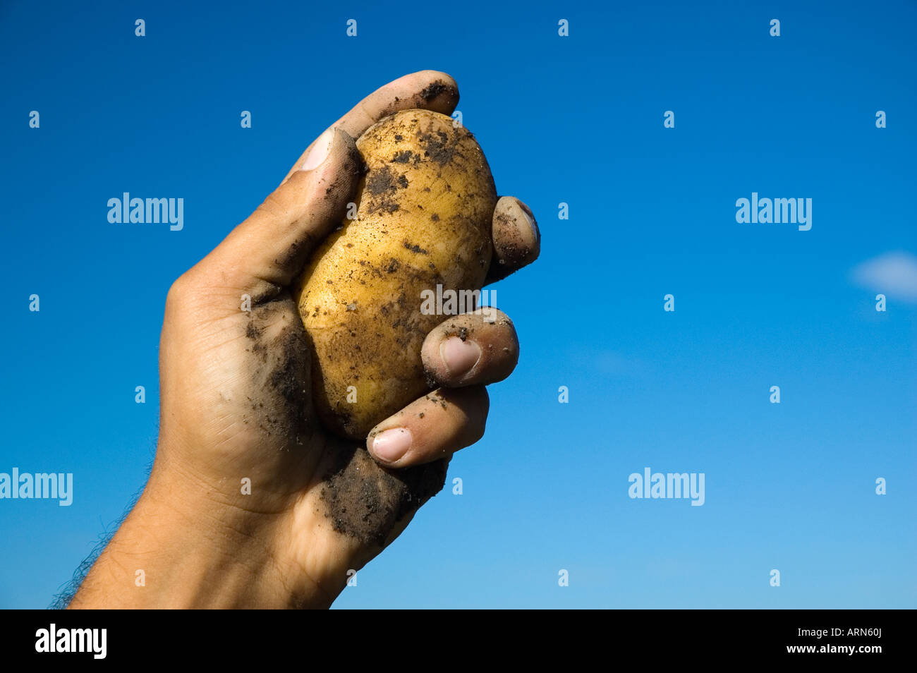 Farmer keeps a potato in his hand symbol of good harvest and generosity ...