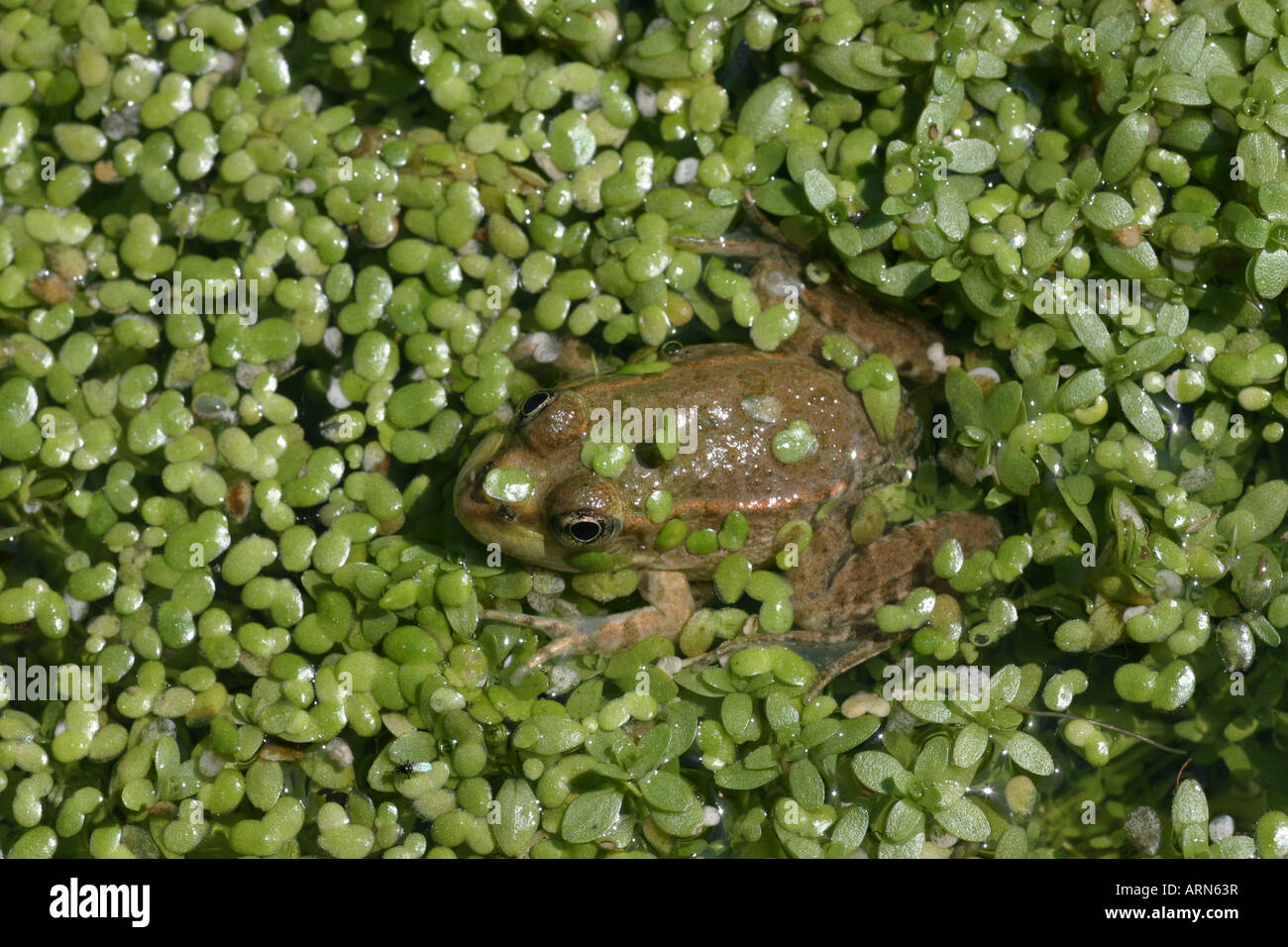 Marsh frog Rana ridibunda in duckweed covered water Stock Photo - Alamy
