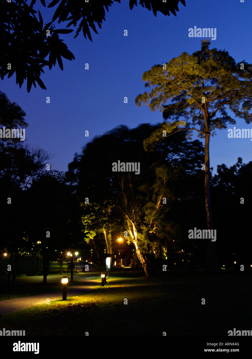 Pulai (Alstonia pneumatophora), Singapore Botanic Gardens Stock Photo ...