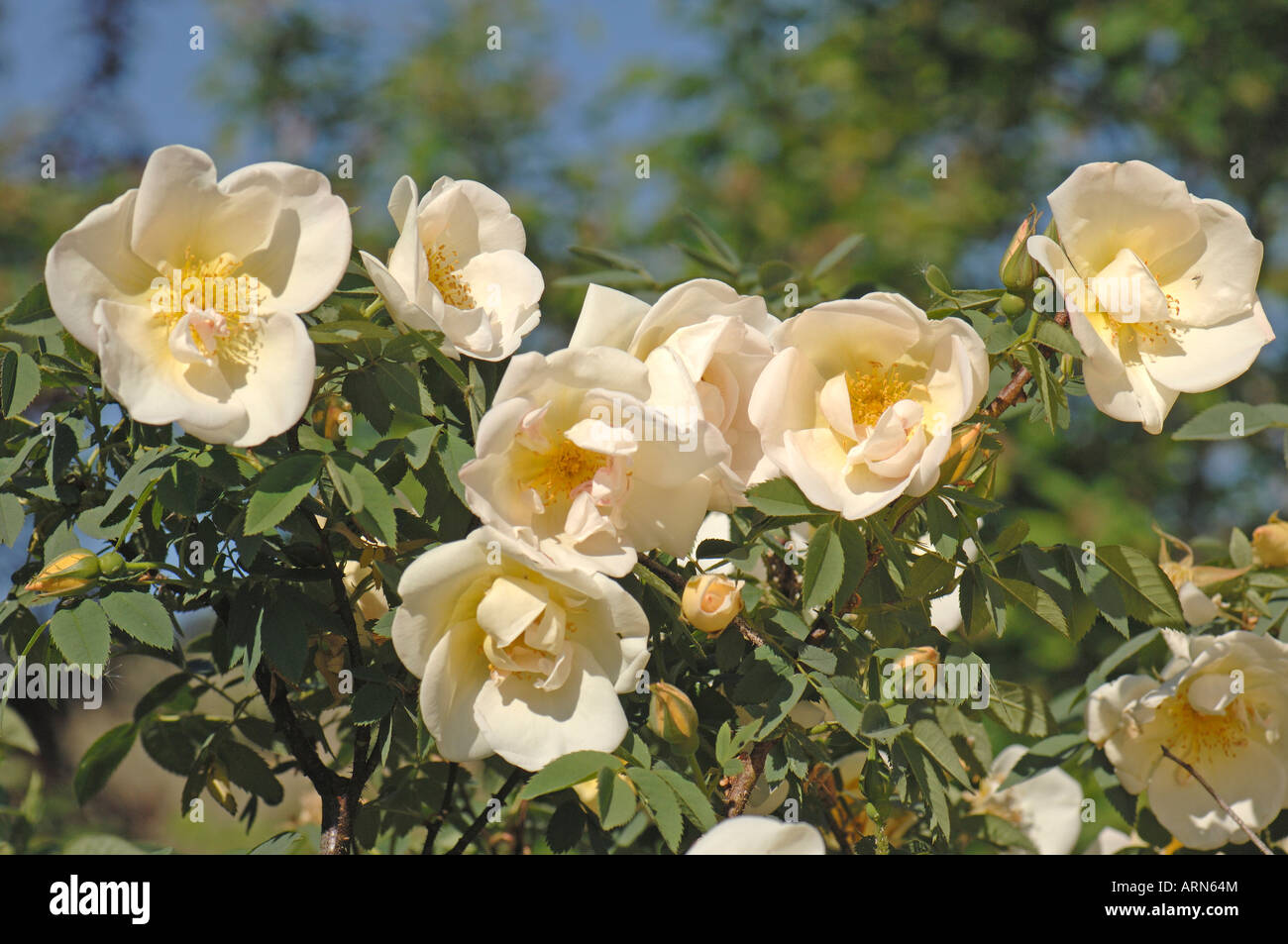 Scotch rose hi-res stock photography and images - Alamy