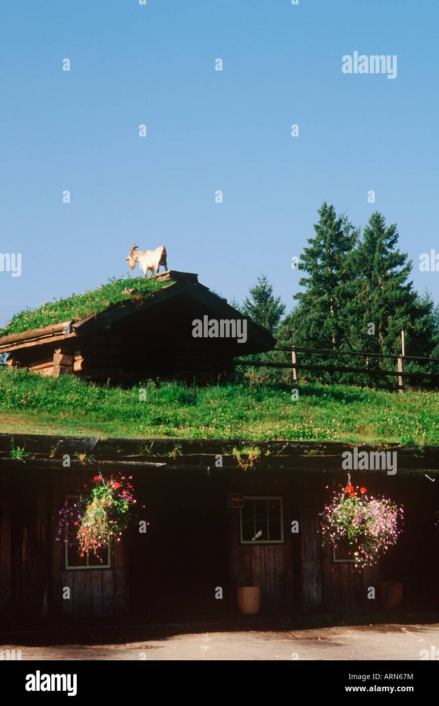 Goats on roof hi-res stock photography and images - Alamy