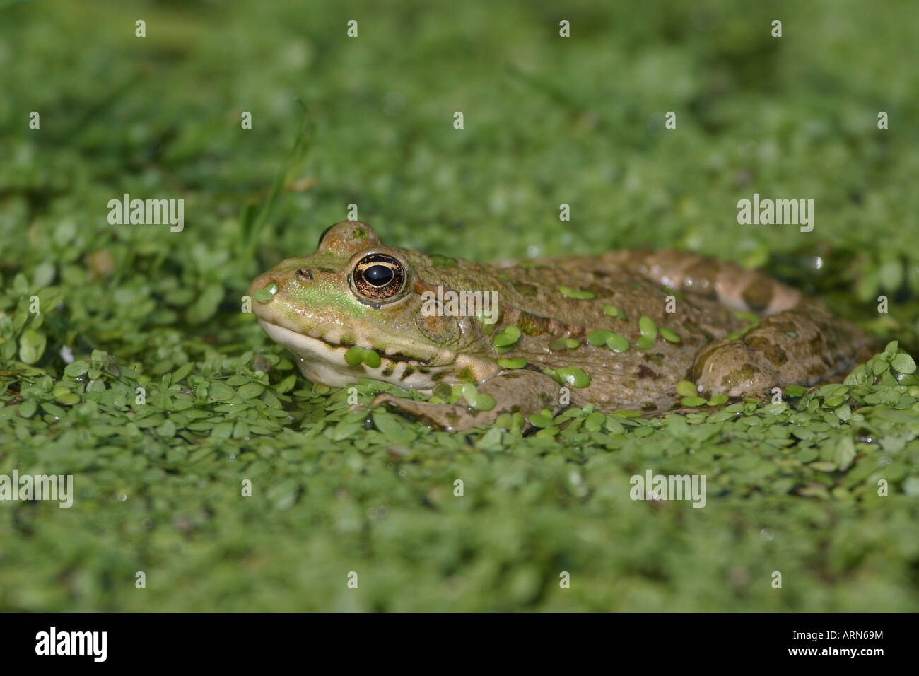 Marsh frog Rana ridibunda in duckweed covered water Stock Photo - Alamy
