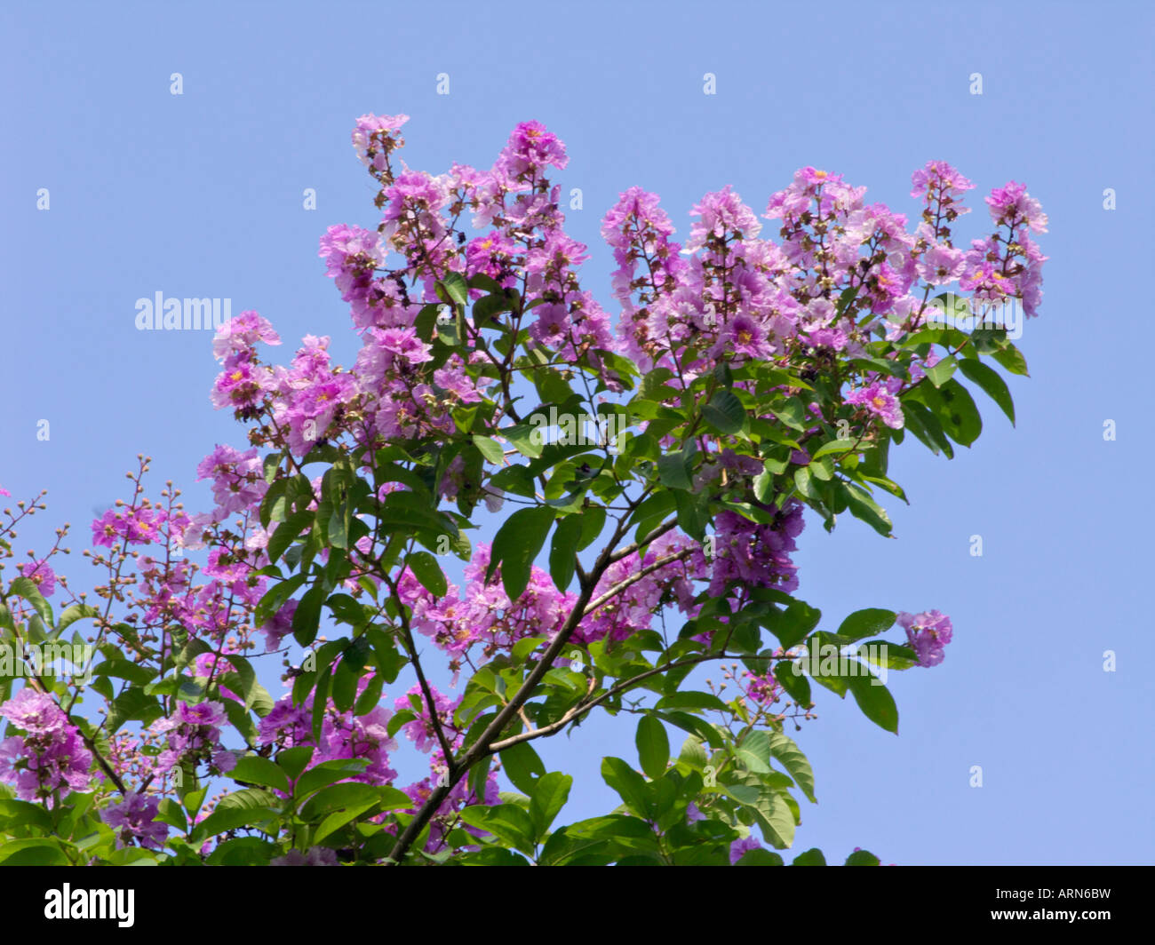 Crape myrtle (Lagerstroemia Stock Photo - Alamy