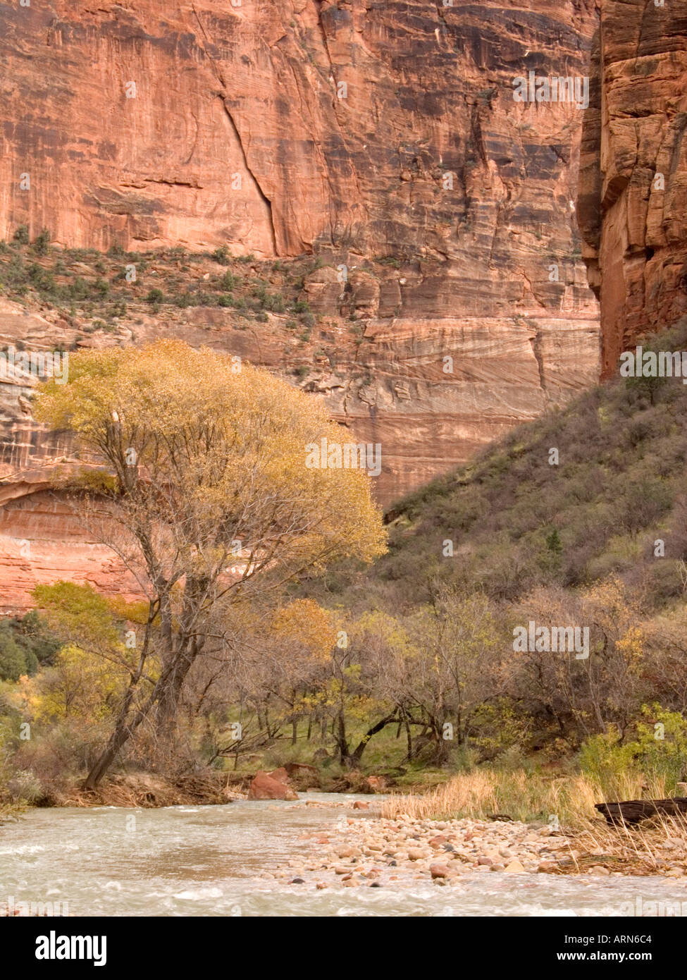 Fall colors of Zion National Park Stock Photo - Alamy