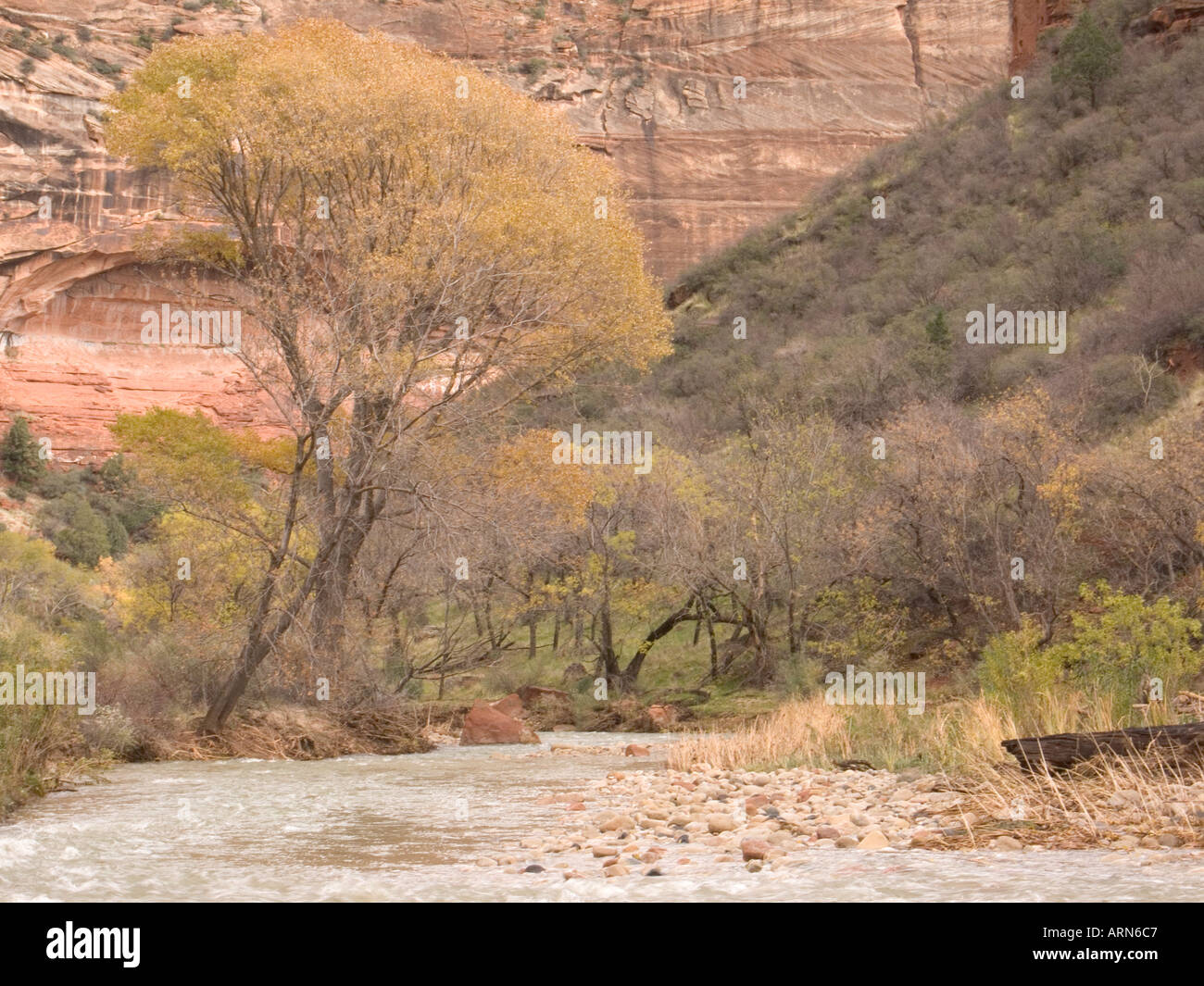 Fall colors of Zion National Park Stock Photo - Alamy