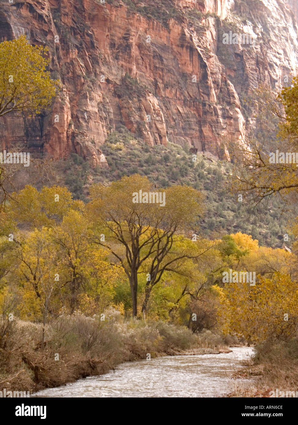 Fall colors of Zion National Park Stock Photo - Alamy