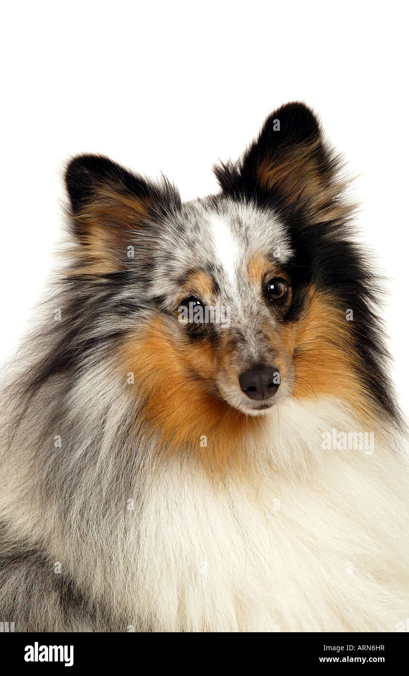 A portrait of a Blue Merle Shetland Sheep Dog on a white background ...