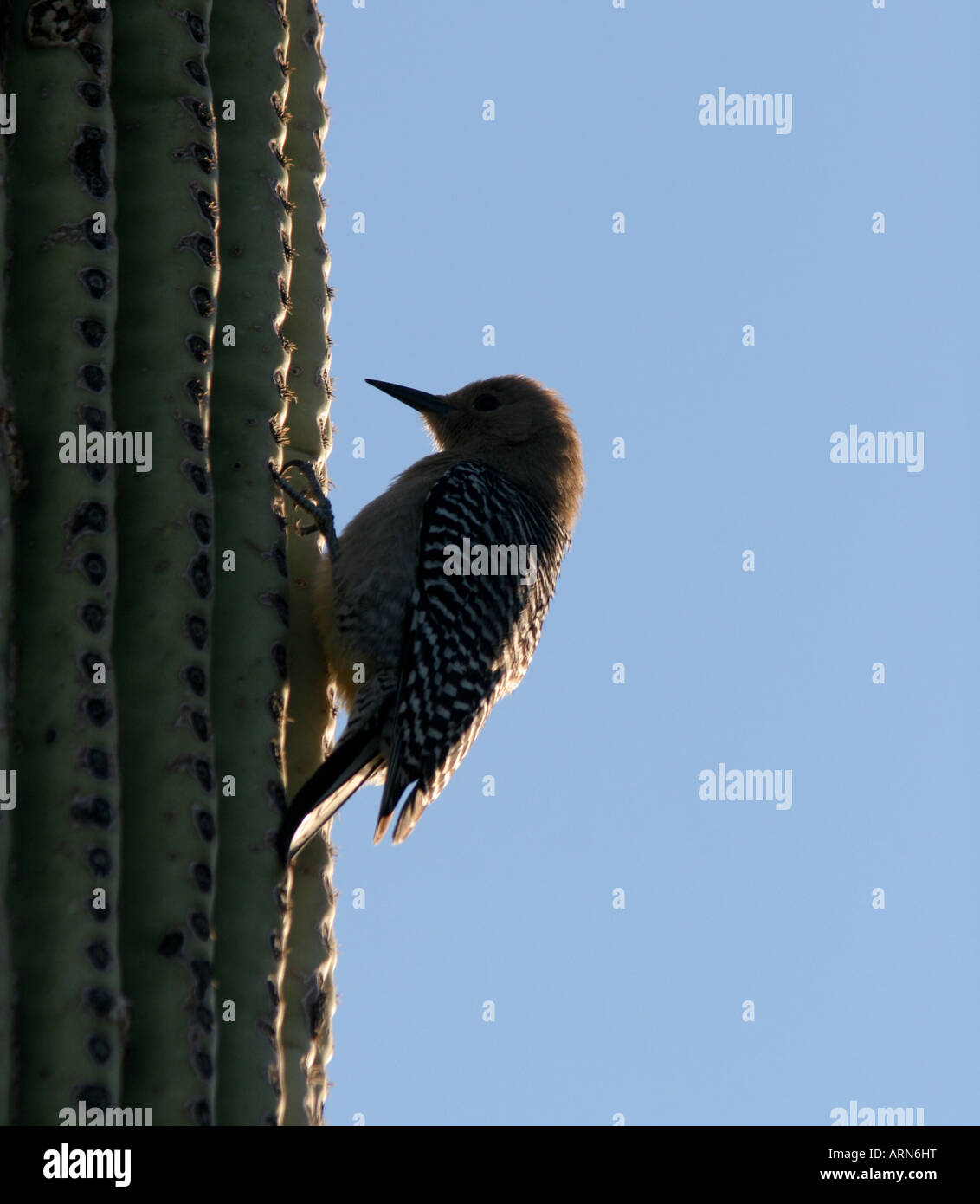 gila woodpecker saguaro cactus desert Stock Photo - Alamy