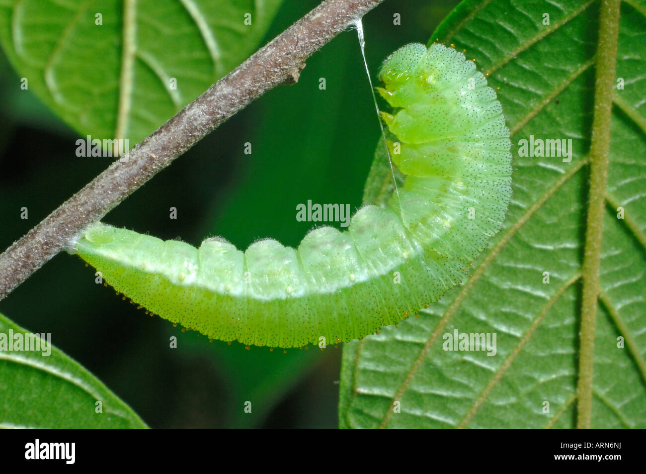 Brimstone (Gonepteryx rhamni), caterpillar starting to build a cocoon ...