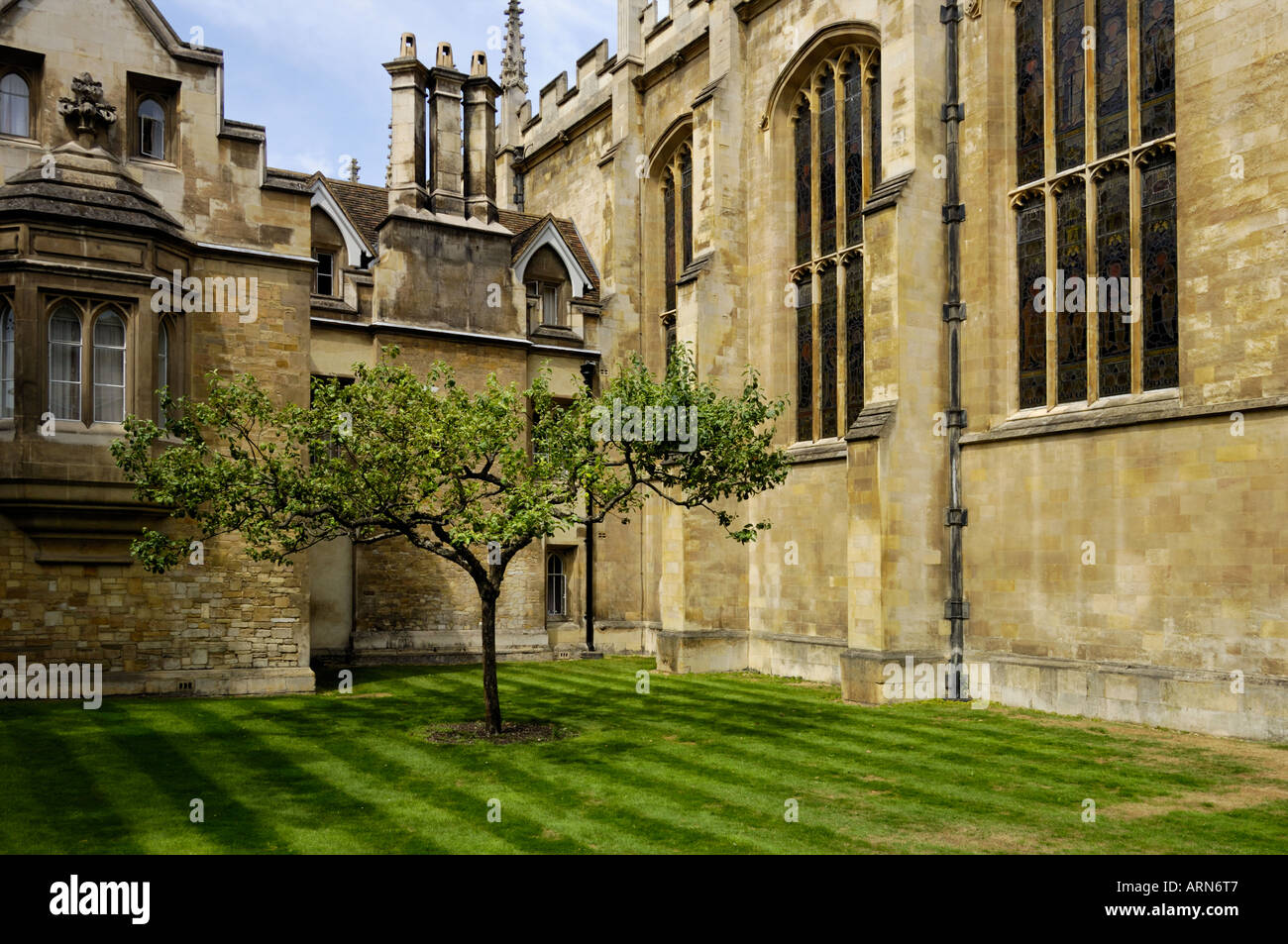 Newton apple tree at trinity college hi-res stock photography and ...
