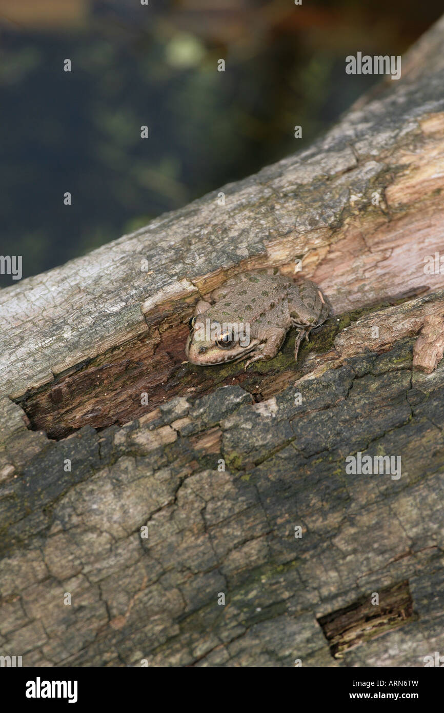 Marsh frog Rana ridibunda Stock Photo - Alamy