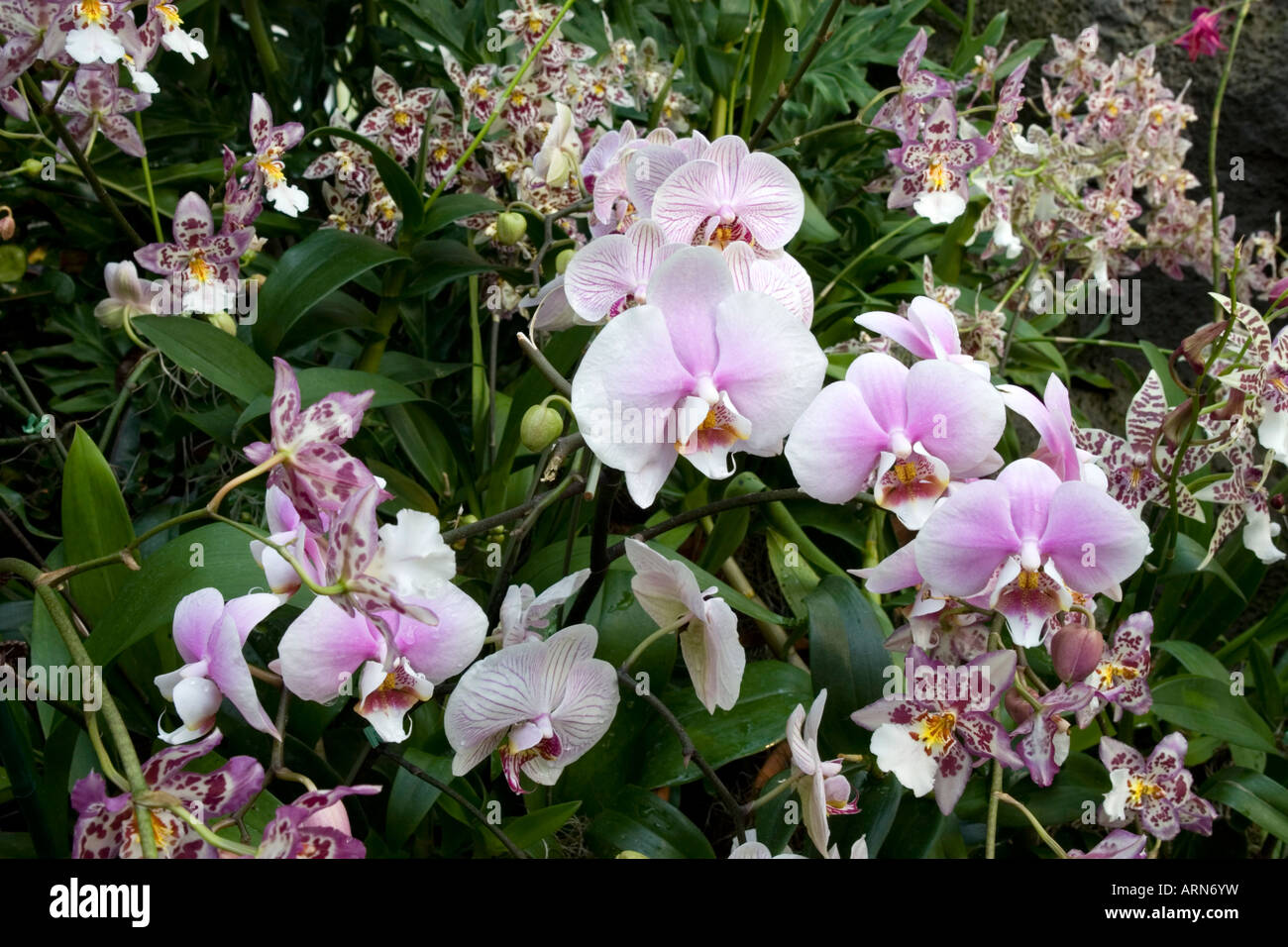 Grouping of orchids Stock Photo - Alamy