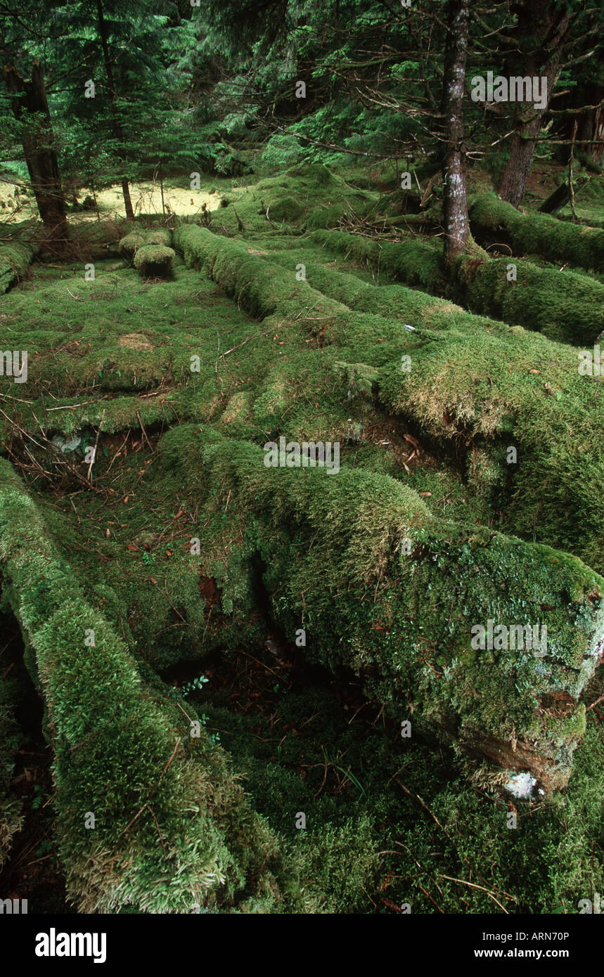 Haida village hi-res stock photography and images - Alamy