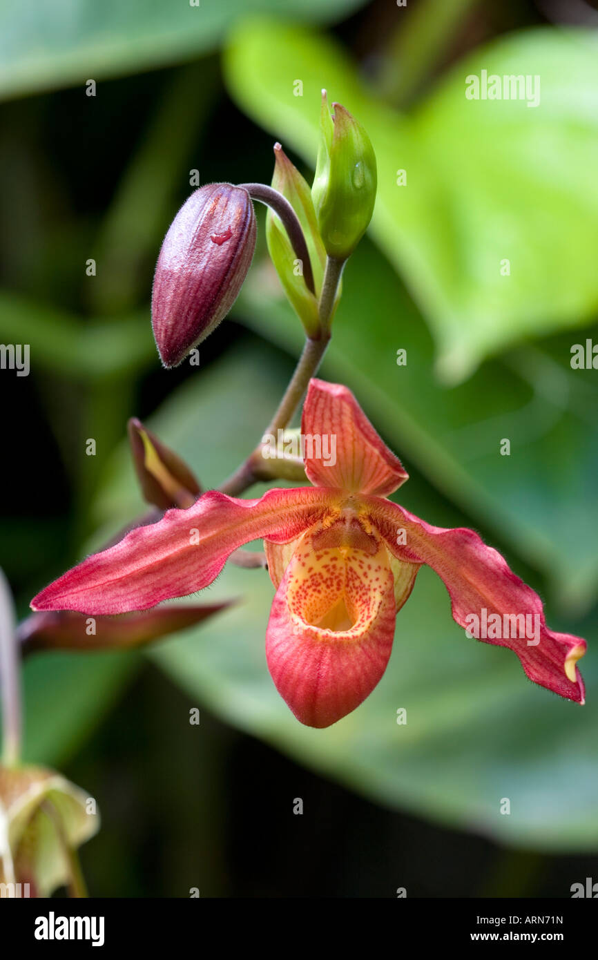Red lady slipper orchid Stock Photo - Alamy