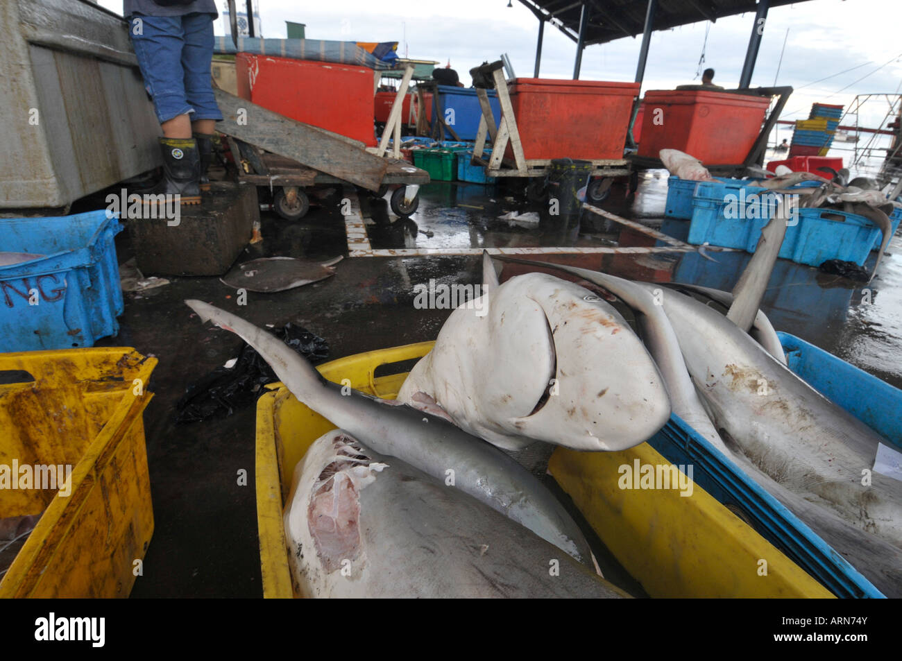 Fish or Wet Market in Kota Kinabulu capital of Sabah Northern Borneo ...