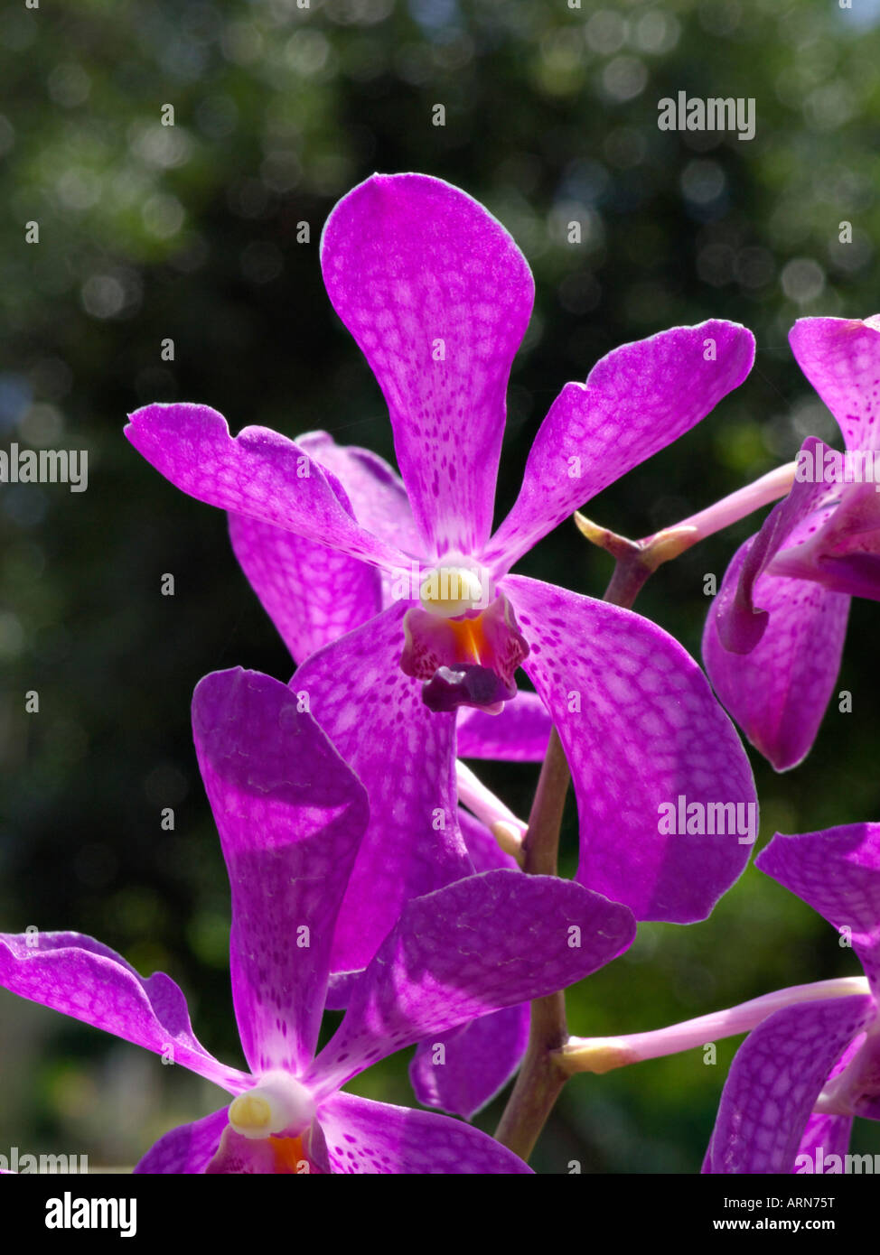 Mokara orchidaceae hi-res stock photography and images - Alamy