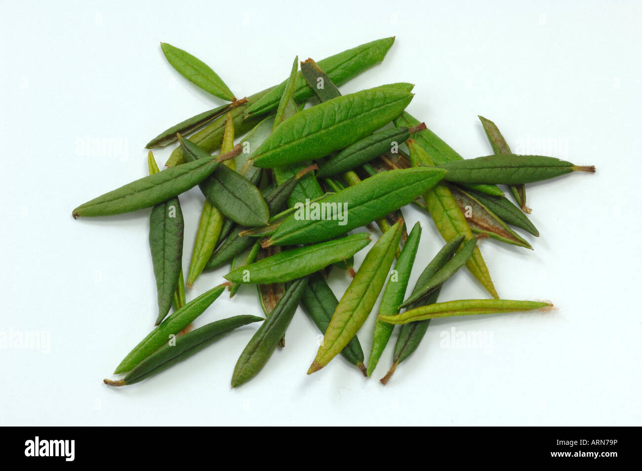 Labrador tea plant hi-res stock photography and images - Alamy