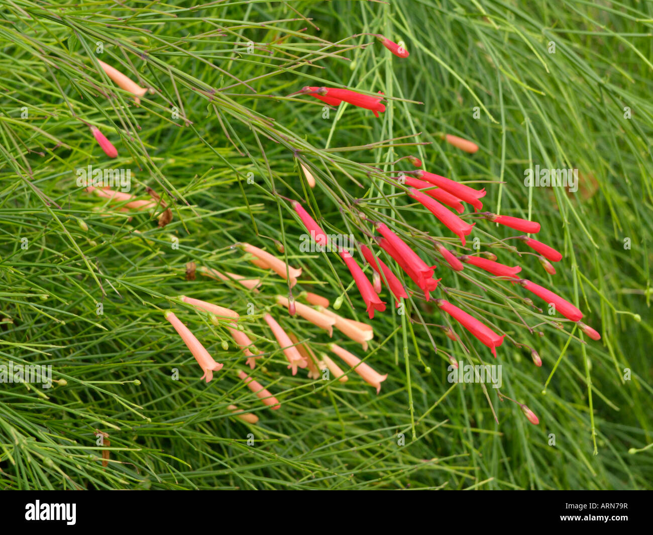 Firecracker plant (Russelia equisetiformis Stock Photo - Alamy