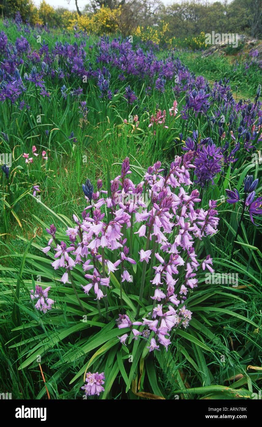 Beacon Hill Park, spring wildflowers of camas and bluebells, Victoria ...