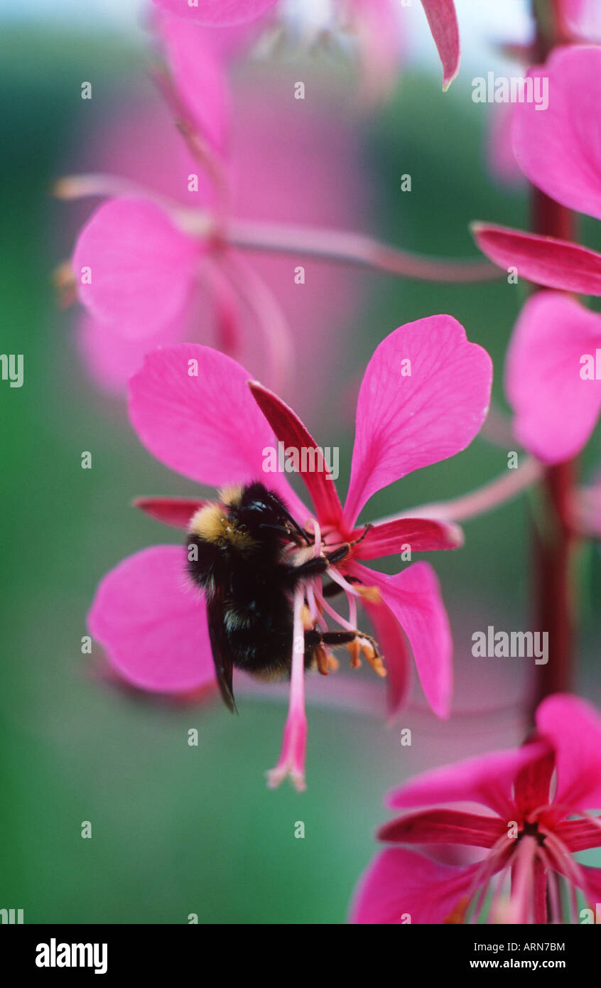Fireweed, (Epilobium angustifolium) with bee, Vancouver Island, British ...
