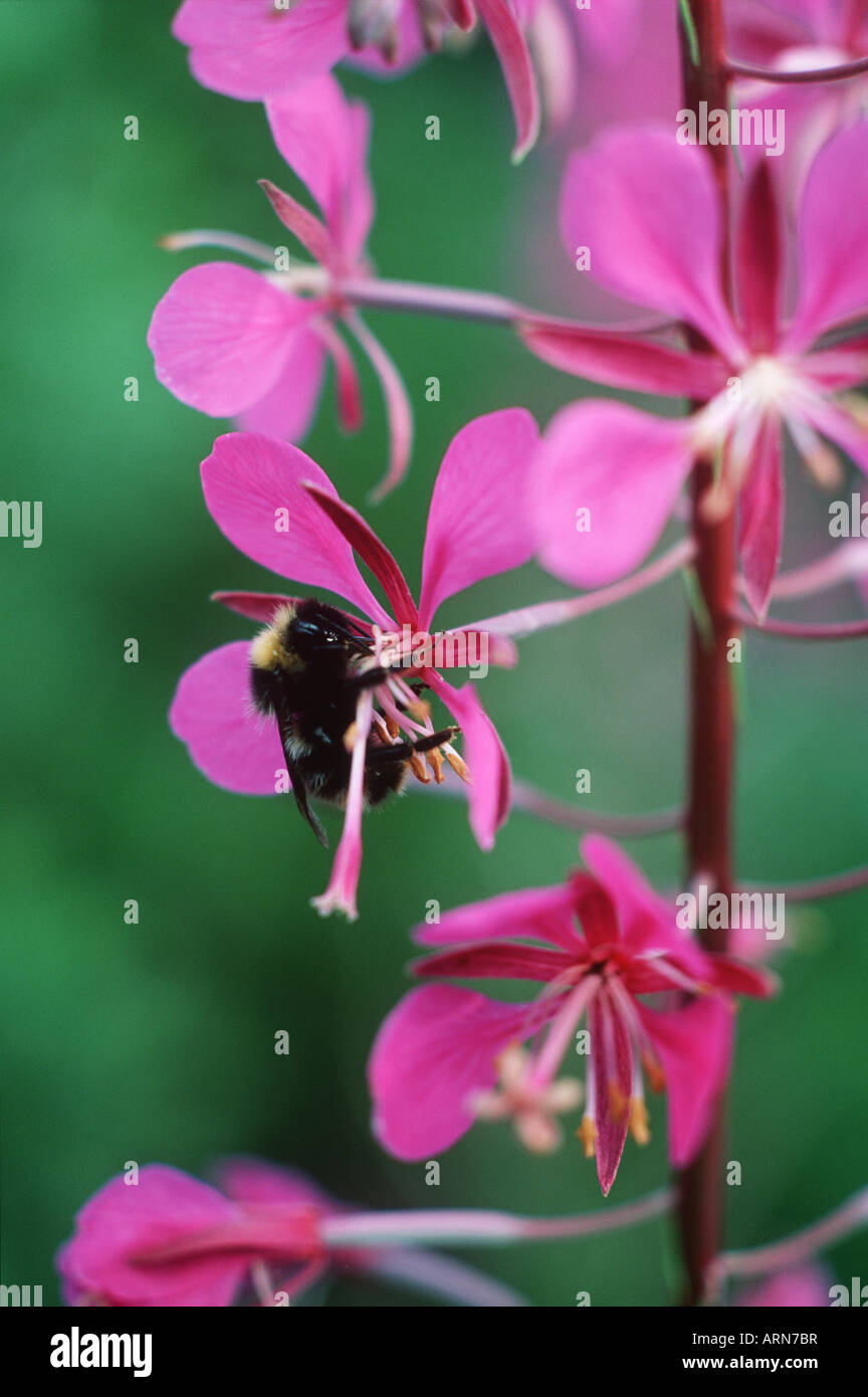Fireweed, (Epilobium angustifolium) with bee, Vancouver Island, British ...