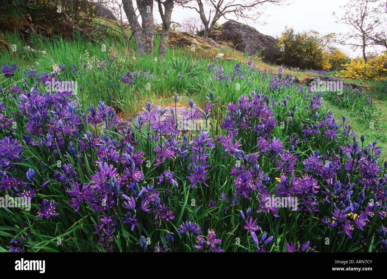 Beacon Hill Park, camas blooms, Victoria, Vancouver Island, British ...