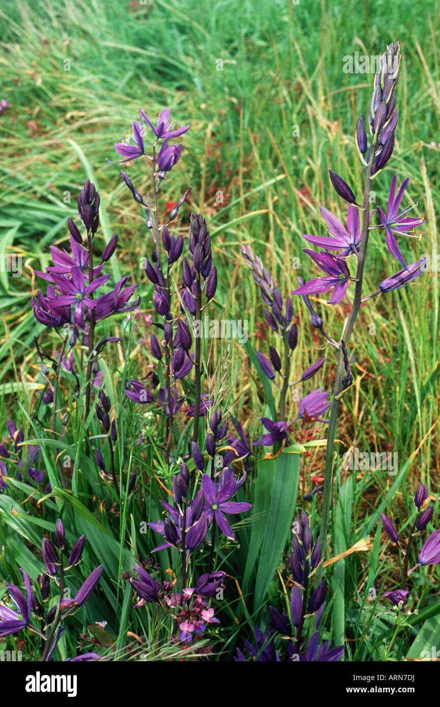 Camas (Camassia quamash) traditional aboriginal bulb food, Vancouver ...