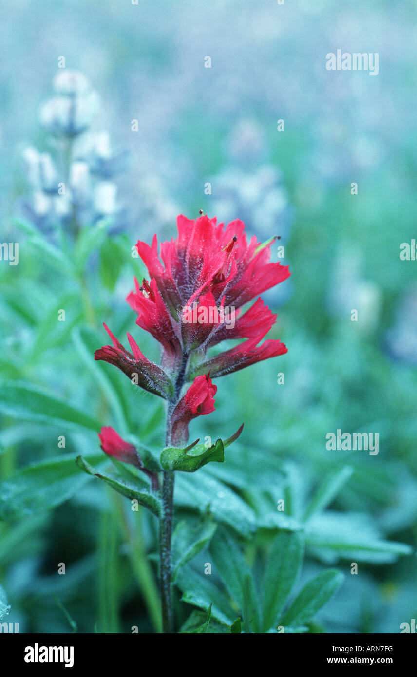 Wildflowers in bloom, British Columbia, Canada Stock Photo - Alamy