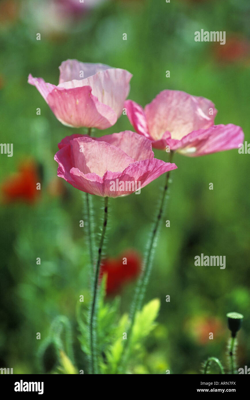 Poppies british columbia hi-res stock photography and images - Alamy