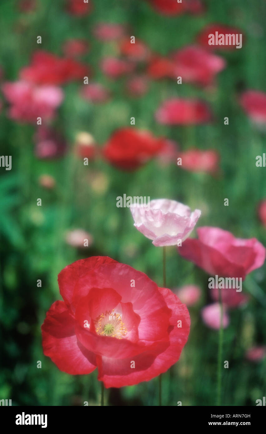 Poppies british columbia hi-res stock photography and images - Alamy