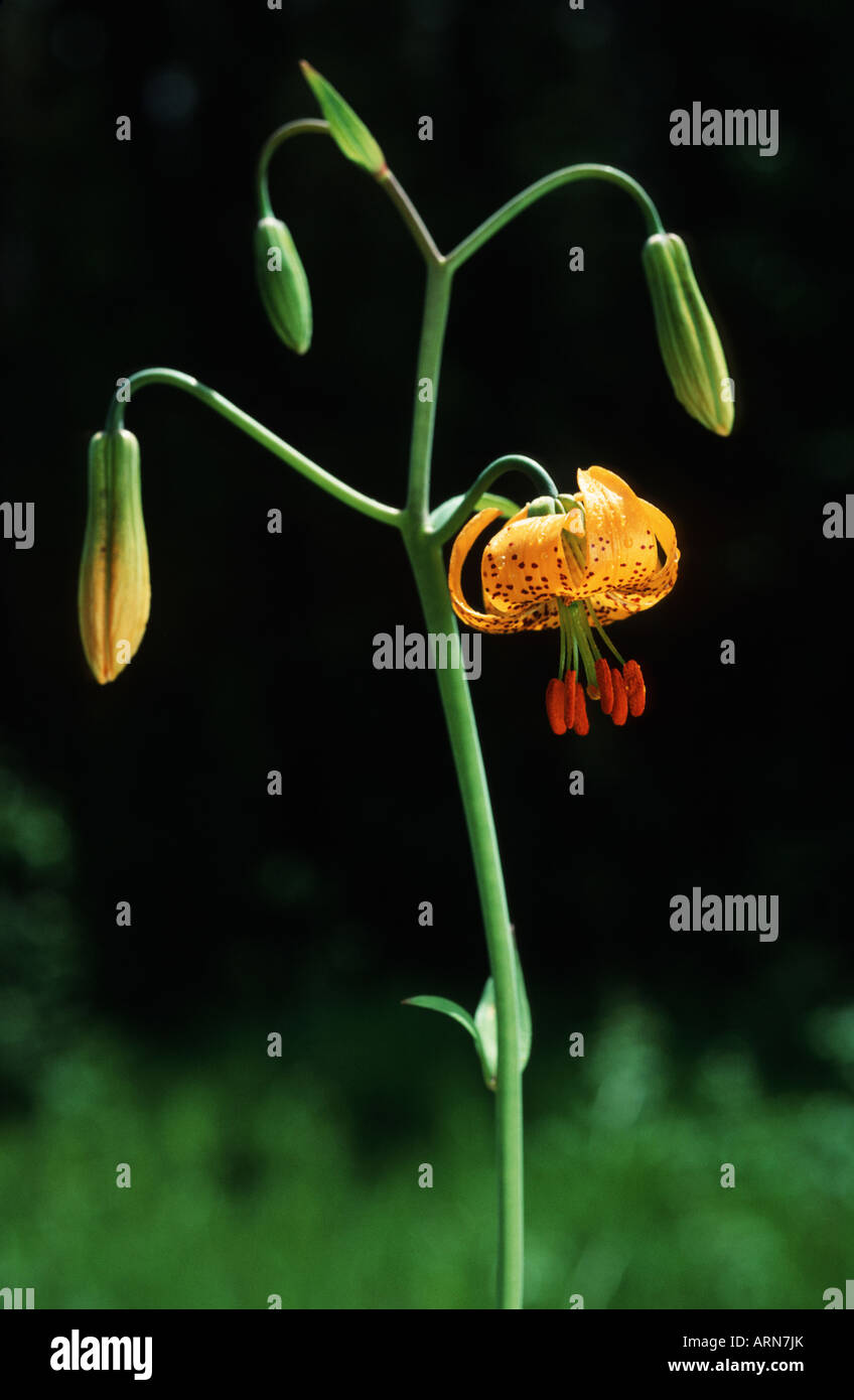 Wildflowers in bloom, British Columbia, Canada Stock Photo - Alamy