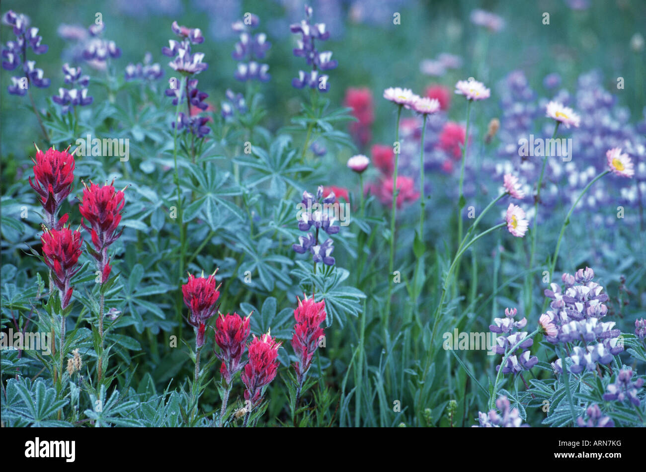 Wildflowers in bloom, British Columbia, Canada Stock Photo - Alamy