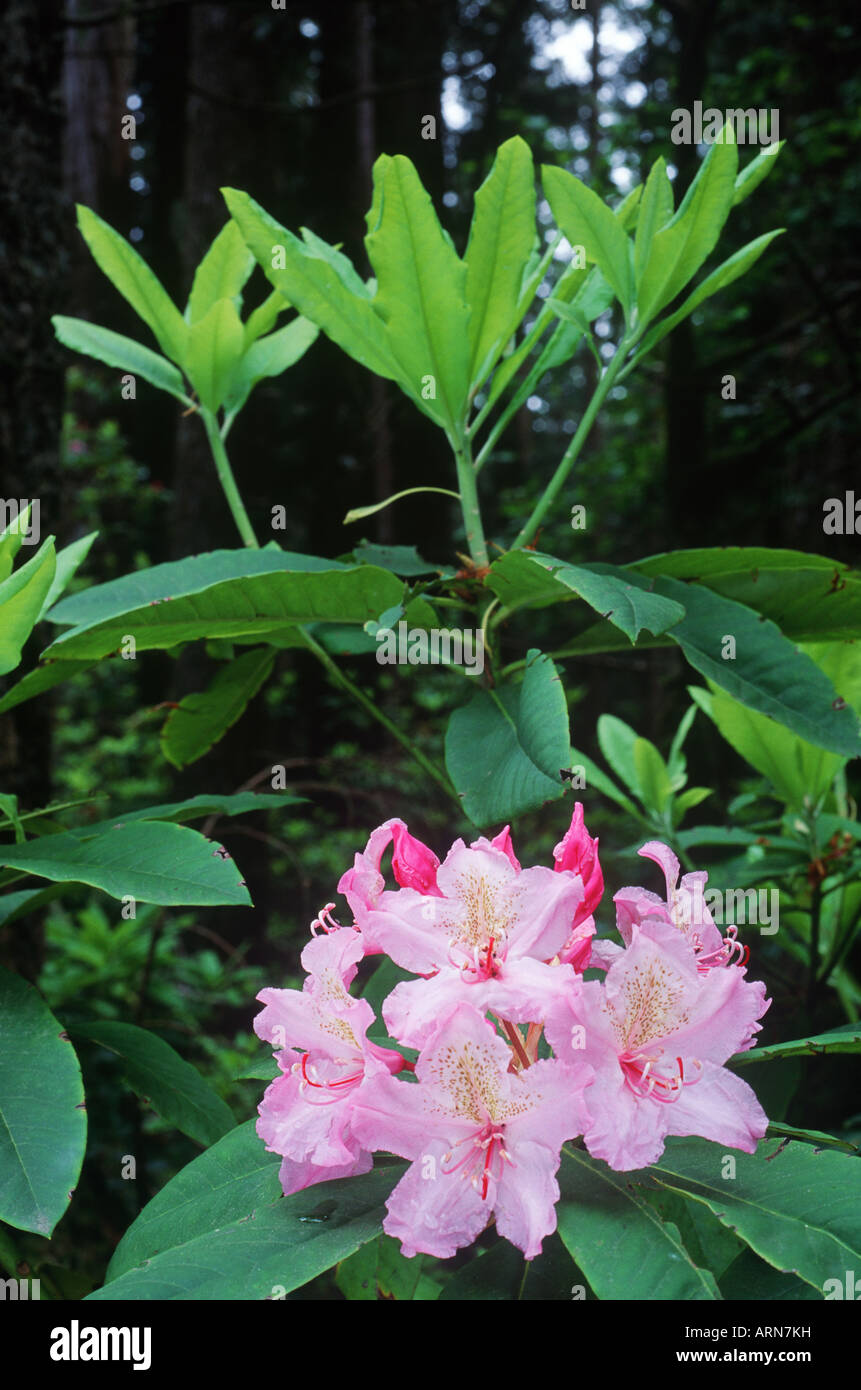 Wildflowers in bloom, British Columbia, Canada Stock Photo - Alamy