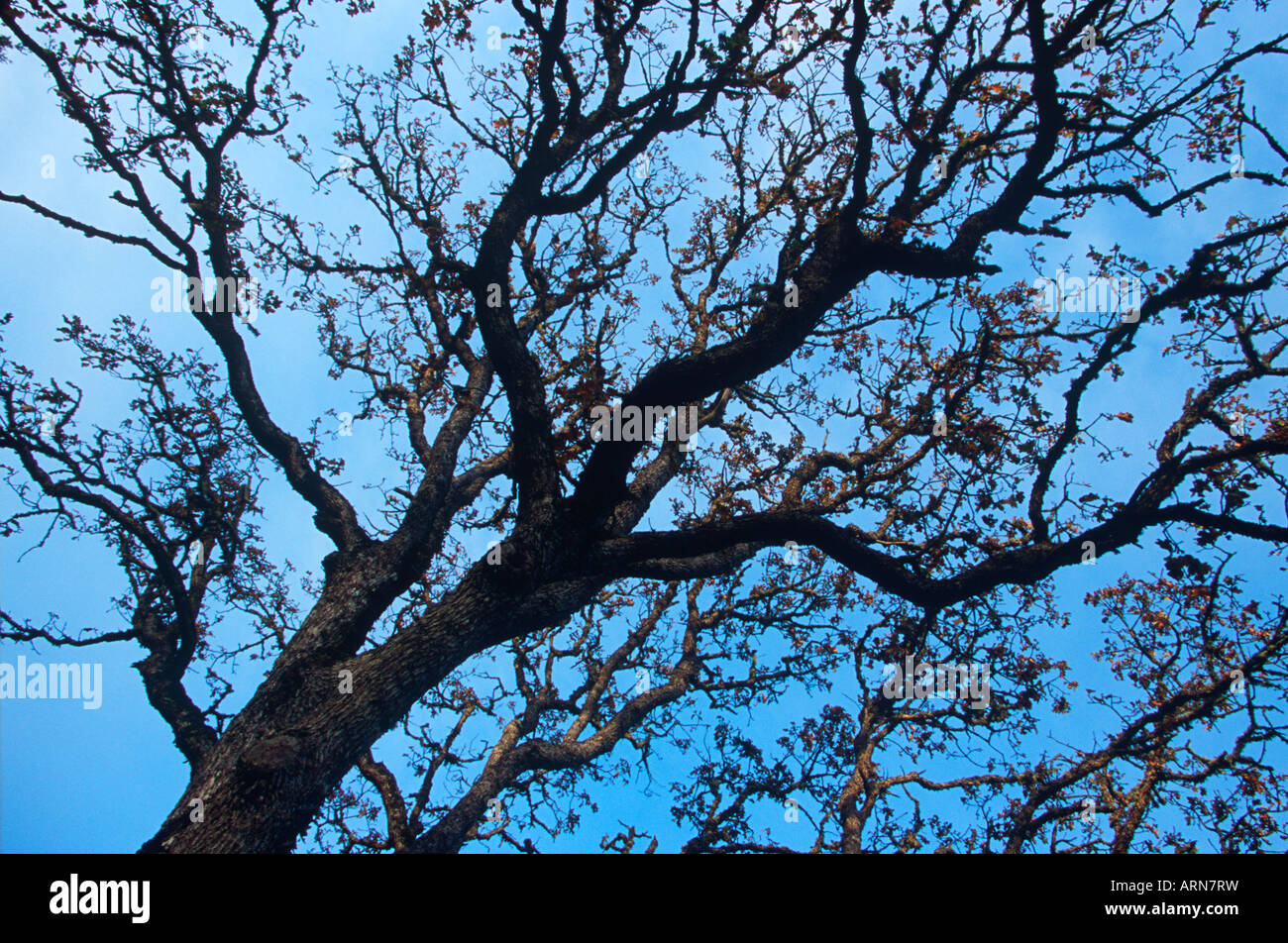 Garry oak trees british columbia hi-res stock photography and images ...