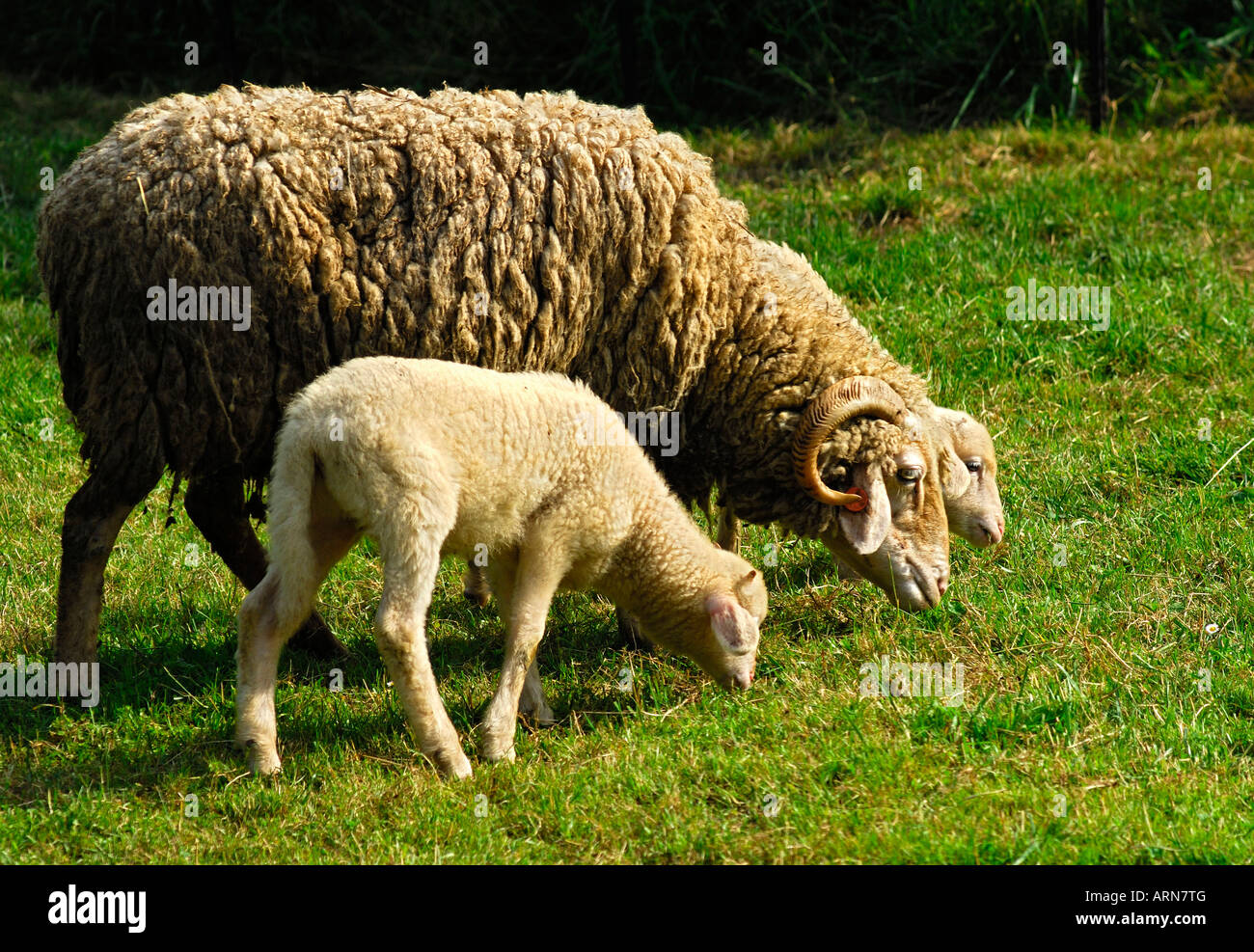 Endangered Swiss sheep race Tavetsch sheep or Oberland Grison sheep ...