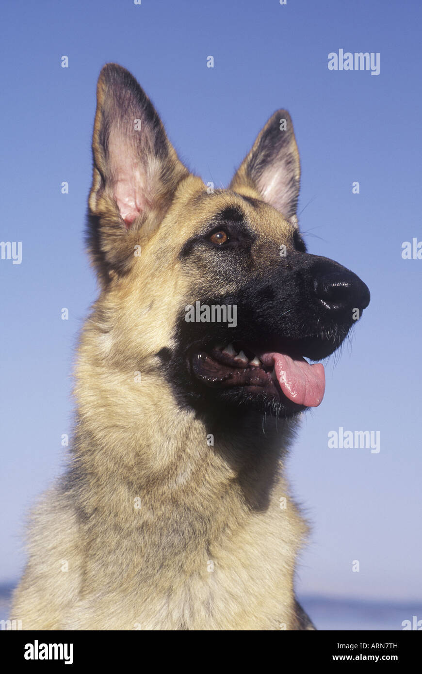 German shepard dogs colour hi-res stock photography and images - Alamy