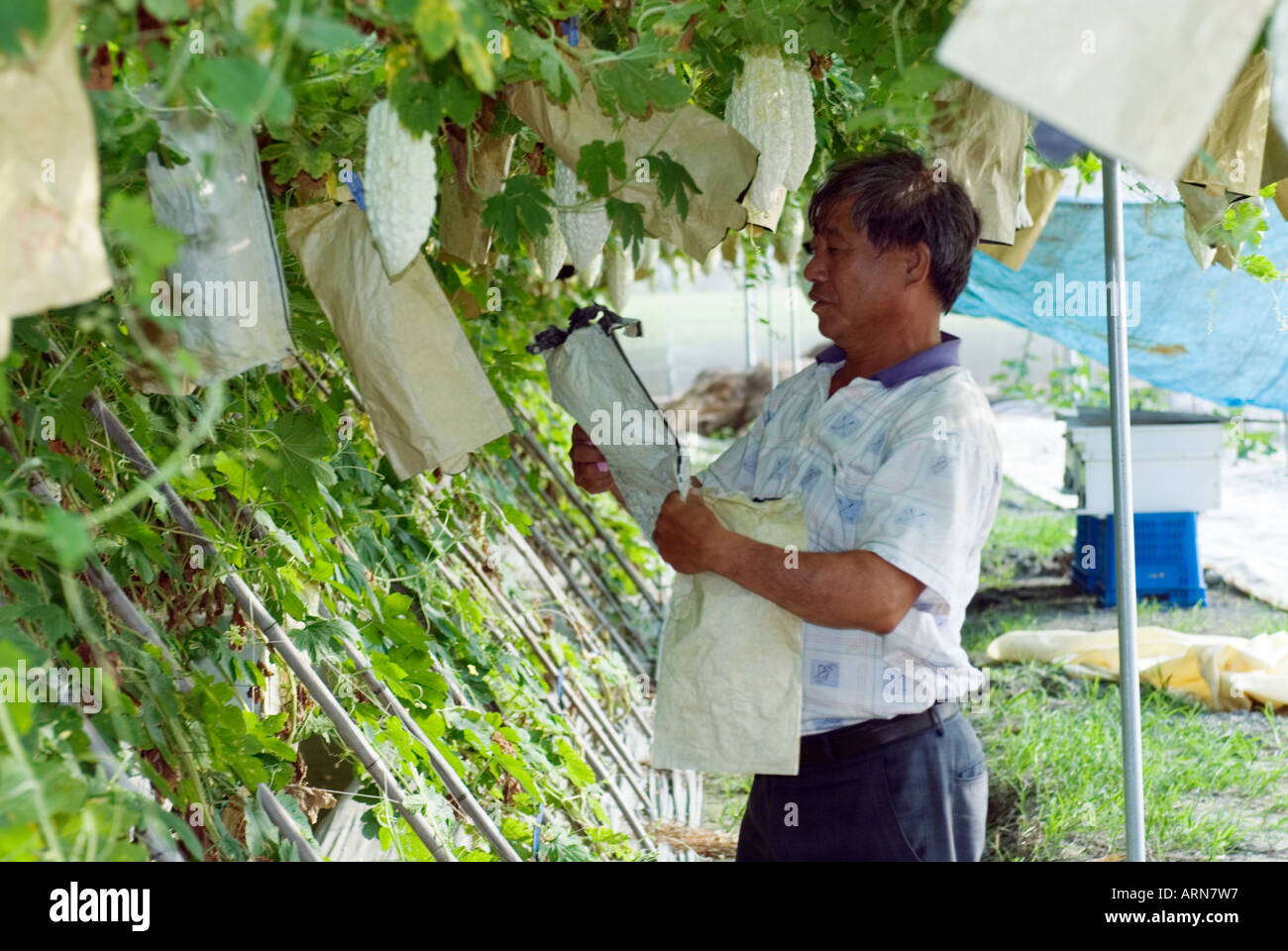 Farmer Removing Bitter Gourd From Protective Paper Sleeve Taiwan China ...