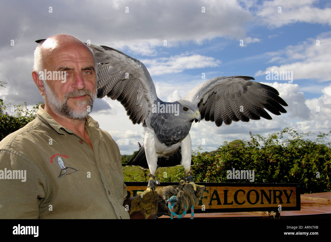 Eagle on wrist hi-res stock photography and images - Alamy