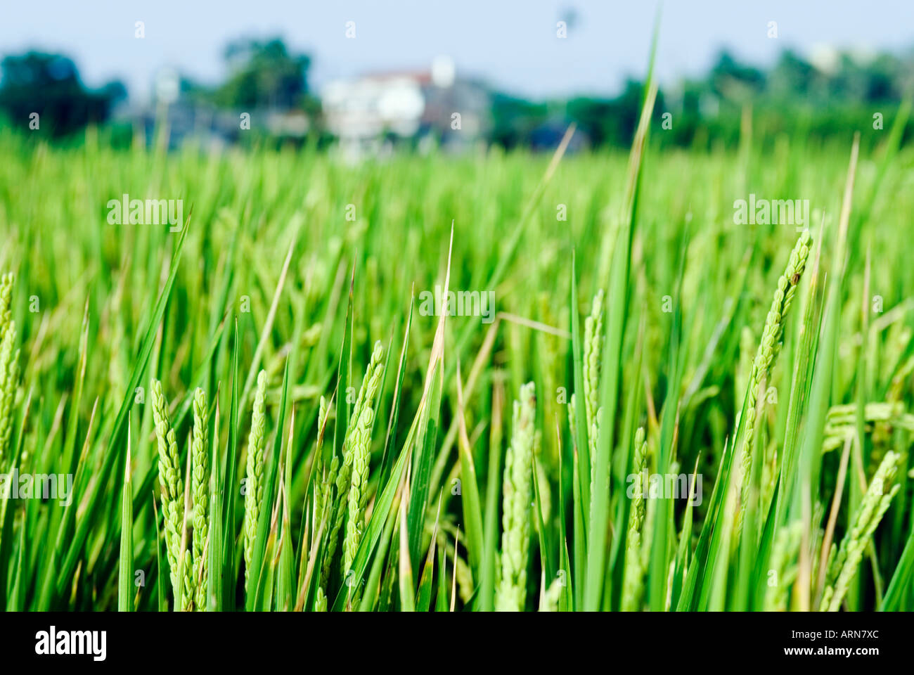 Closeup View Of Rice Growing Taiwan China Stock Photo - Alamy