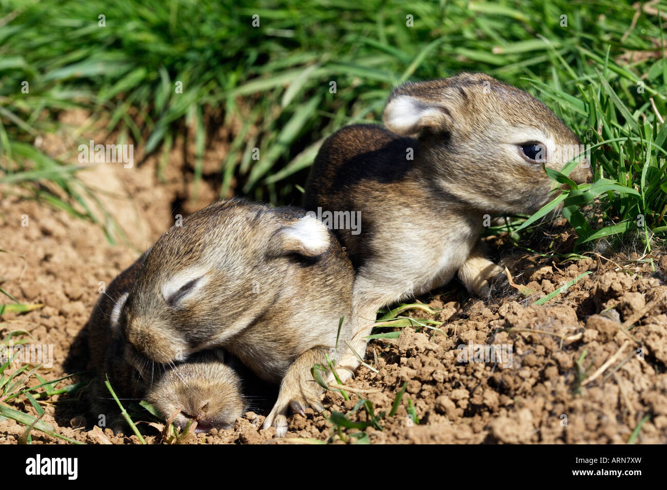 Wild Rabbit (Oryctolagus cuniculus), eight days old young Stock Photo ...