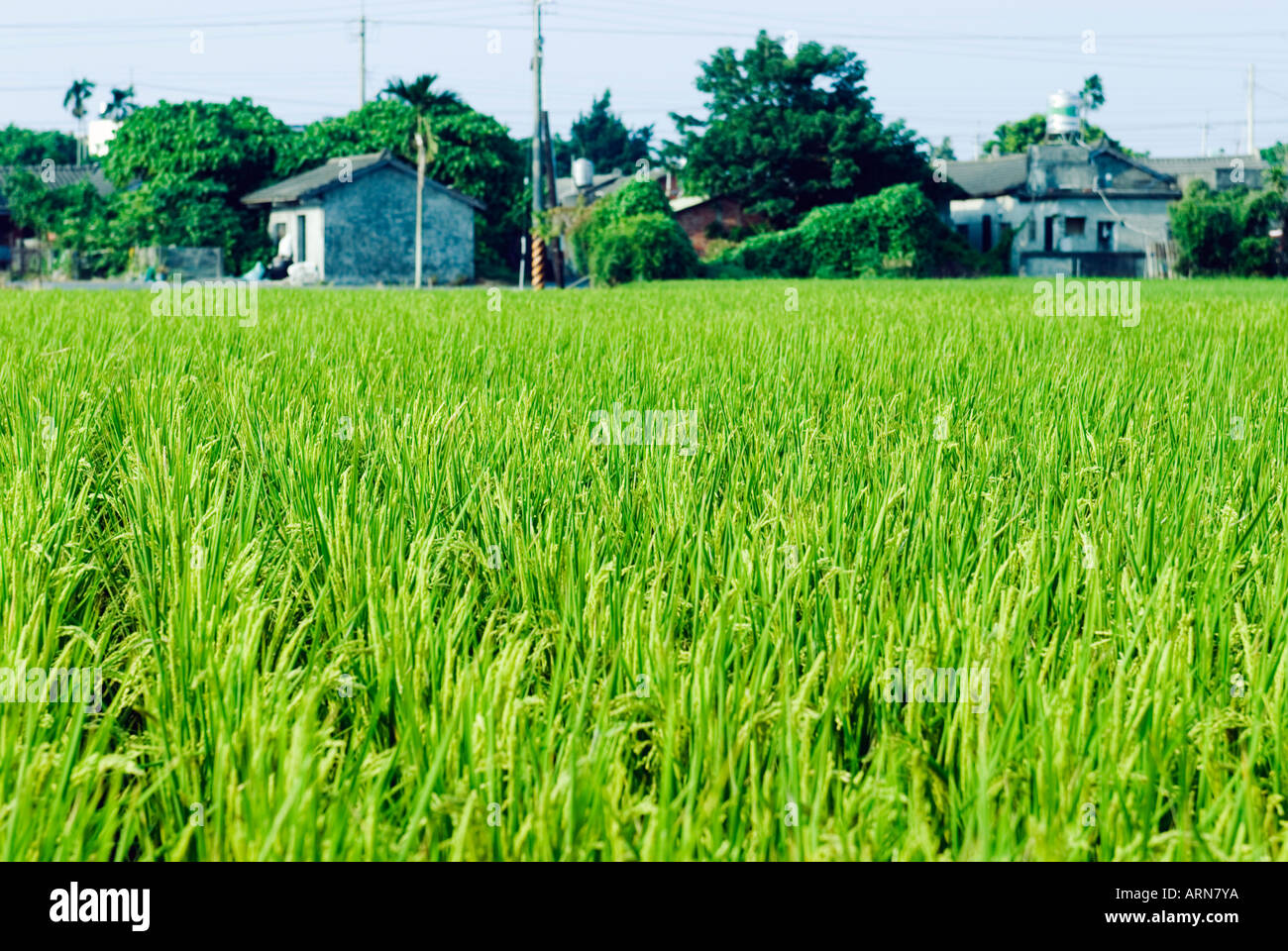 Rice Field Taiwan China Stock Photo - Alamy